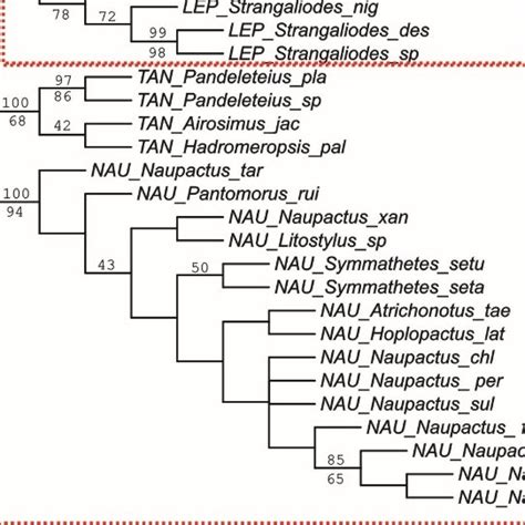 Phylogenetic Tree Of Entiminae Resulting From Partitioned Bayesian