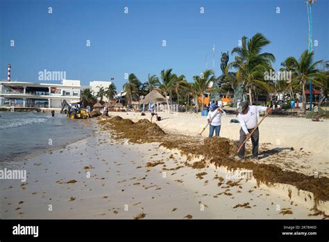 Sargassum Seaweed On The Beach At Playa Del Carmen Yucatan Mexico Stock