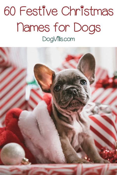 100 Fun & Festive Christmas Dog Names We Love