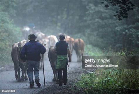Herdsmen Return Cattle In Annual Alpine Descent Photos And Premium High