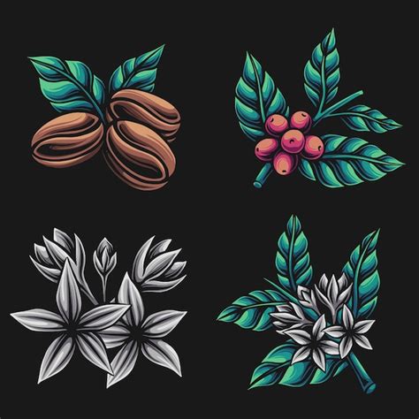 커피 콩 열매와 꽃의 일러스트 세트 프리미엄 벡터