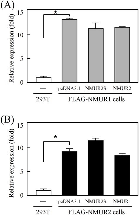 Nmur2s Does Not Affect The Membrane Expression Of Nmur1 And Nmur2 293t Download Scientific