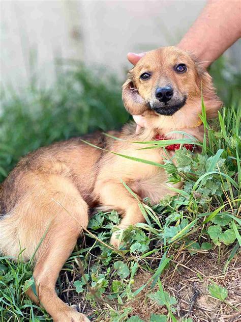 Pixie 5 Month Old Female Cross Breed Available For Adoption