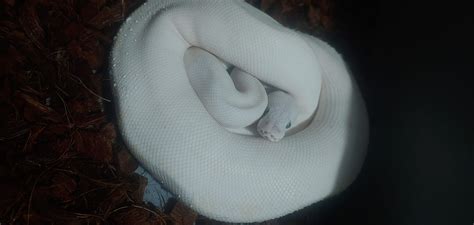 My Personal Menu Base Release Plutonium