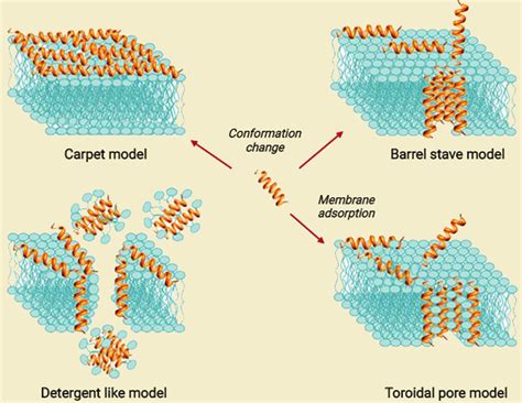 Different Mechanisms Of Anticancer Peptide ACP Function ACPs Can Download Scientific