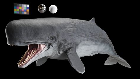 Livyatan Melvillei Moby Dick Whale 3d Model By Cgzen