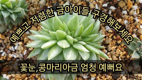 11월 28일 꽃눈 콩 등 저렴하지만 멋진 아이들 구경해보세요 다육이 다육 다육식물 다육이금 금다육 다육이키우기 금다육이 Youtube