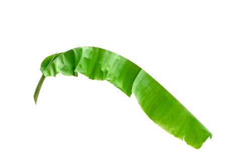 Green Leaves Patternleaf Banana Isolated 24699726 Png