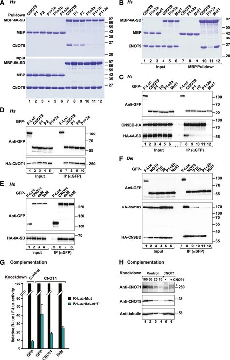 Figure 4 From A Ddx6 Cnot1 Complex And W Binding Pockets In Cnot9