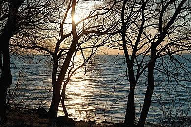 Sun Shining Through Trees Background Images HD Pictures And Wallpaper