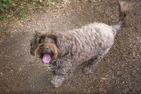 Brown Cockapoo Looking Up At The Camera Stock Image Image Of Portrait