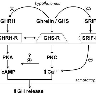Schematic Model Of The Possible Interactions Between GHRH Ghrelin GHS Download Scientific