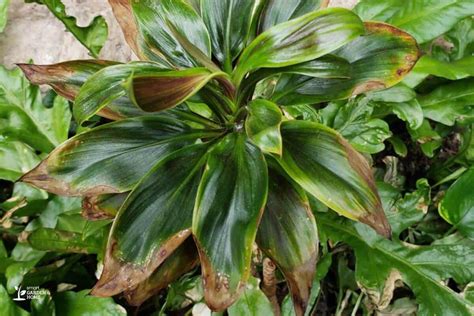 7 Most Common Spider Plant Diseases And Solutions Smart Garden And Home