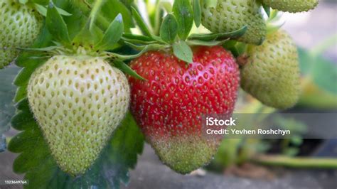 농장에서 화창한 날씨에 야외에서 신선한 잘 익은 유기농 큰 빨간 딸기를 따기 과일 농장의 딸기 밭 토양 밖에서 자라는 달콤한 오픈 딸기의 새로운 작물 건강한 식생활에 대한