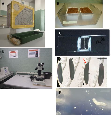 Video Delivery Of Nucleic Acids Through Embryo Microinjection In The Worldwide Agricultural