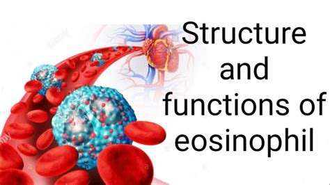 Structure And Functions Of Eosinophils Eosinophilia Allergic Reaction In Detail Youtube