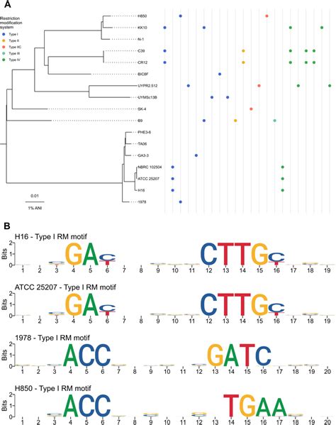 Comparative Genomic Assessment Of The Cupriavidus Necator Species For One‐carbon Based