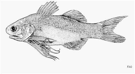 Filimanus Xanthonema Valenciennes 1831 Species