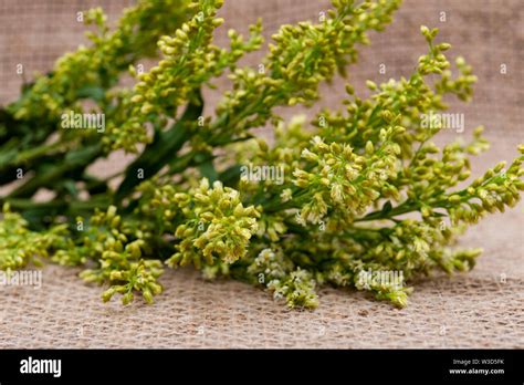 Stems Of Fresh Yellow Asters Solidago Flowers Commonly Called Goldenrods On Natural Burlap