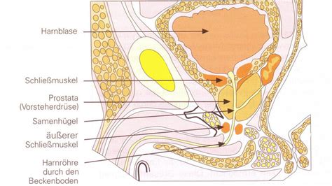 Krebs Prostatakrebs Krankheiten Gesellschaft Planet Wissen