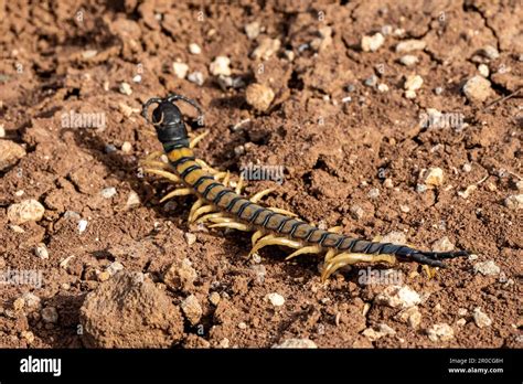 Centipede Scolopendra A Venomous Night Predator Photographed In Israel Golan Heights In