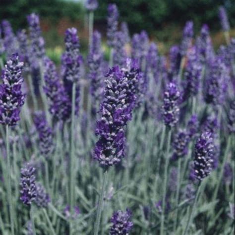 Lavandula Levanda Richard Gray 12105655