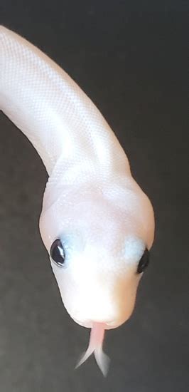 Hypo Super Fire Possible Ghost Or 66 Het Anery Leucistic Princess Diamond Boa Boa Constrictor