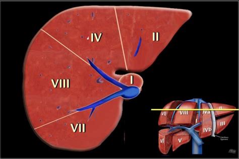 The Radiology Assistant Liver Segmental Anatomy