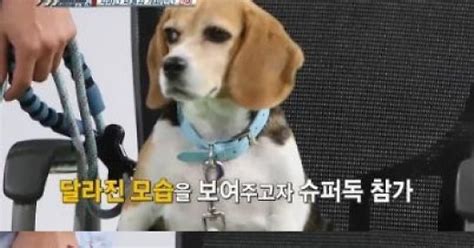 슈퍼독 악마견 비글 맞나 완벽한 훈련으로 개과천선 슈퍼독 악마견 비글 맞나 완벽한 훈련으로 개과천선