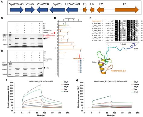 Origin Of Eukaryotic Like Vps23 Shapes An Ancient Functional Interplay