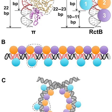 Vibriobactin Enterobactin Biosynthesis Pathway The Two Gene Clusters Download Scientific
