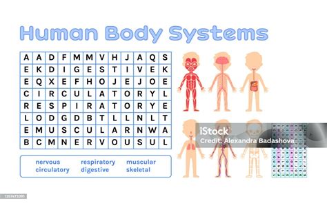 어린이를 위한 단어 검색 인체 시스템 근육 골격 신경 소화 순환 호흡기 해부학 생물학 수업을위한 만화 크로스 워드 워드 인쇄를 위한 통합문서의 페이지입니다 벡터 단어찾기