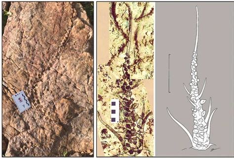 Devonian Plant Fossils