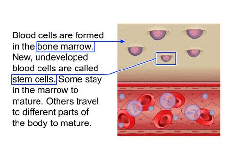Bone Marrow Diseases