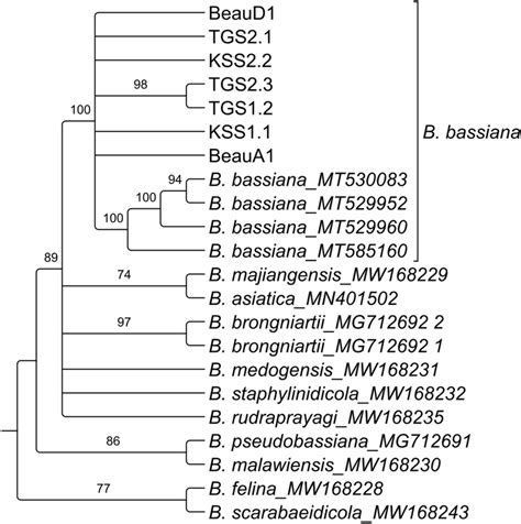 maximum likelihood phylogenetic tree of the tef data set of 1000