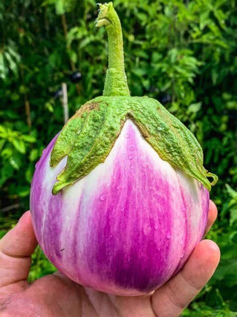 13 Best Eggplant Varieties To Grow With Recipes And Photos Urban Farm