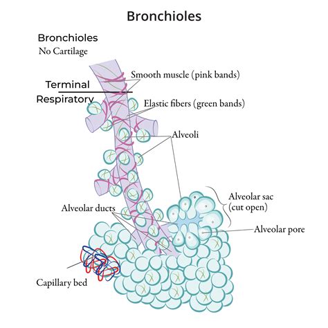 Terminal Bronchioles Histology Diagram