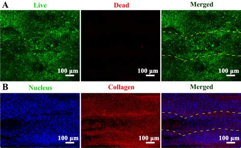 a live dead staining and b if staining of col i after culture of 6