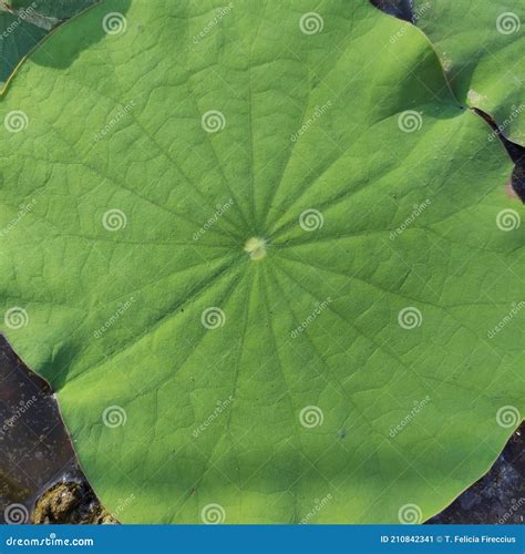 Green Lily Pad Close Up Details And Texture Stock Image Image Of Plant Green 210842341