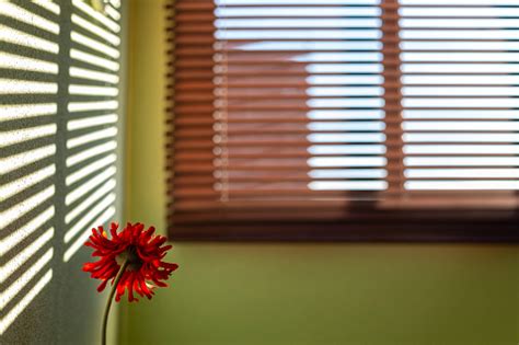 붉은 직물 꽃은 일몰 빛이 루버 선쉐이드를 통해 투영되는 녹색 방의 창에 의해 꽃 0명에 대한 스톡 사진 및 기타 이미지 0명 가정의 방 개념 Istock