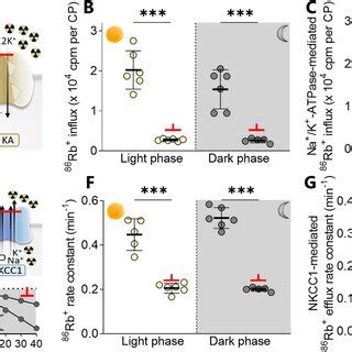 Dark Light Phase Fluctuation In Rat CSF Secretion Rate Download Scientific Diagram