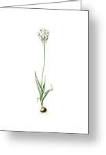Vintage Chincherinchee Botanical Illustration On Pure White Mixed Media