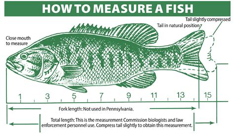 Pennsylvania How To Measure A Fish Eregulations