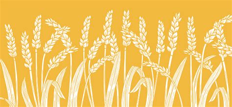 밀 귀 새겨진 테두리 배경 곡물 잘 익은 스파이크 프레임 패턴 디자인 템플릿 배너 벡터 0명에 대한 스톡 벡터 아트 및 기타