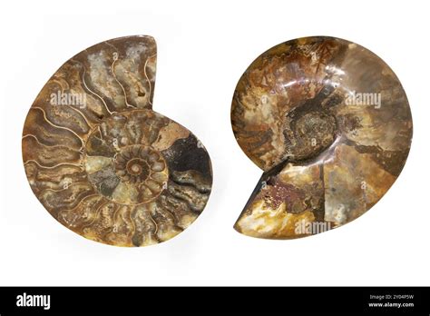Nautilus Shell Fossil Isolated On White Background Sliced Fossil Stock