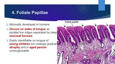 Gross Anatomy And Histology Of Tongue By Dr Rabia Inam Gandaporepptx