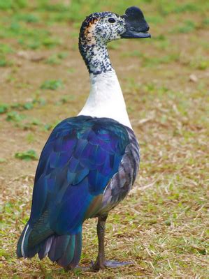 The Sex Crazed Comb Duck And Its Freaky Beak Featured Creature