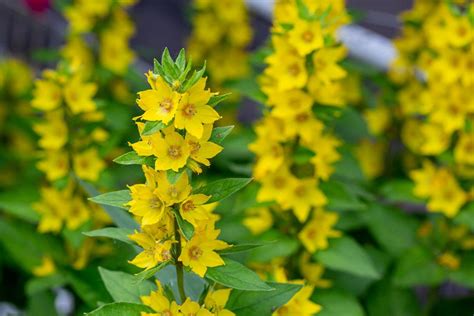 Blühende Blumen Im Garten Gelbe Margeriten Gänseblümchen Creative Commons Bilder