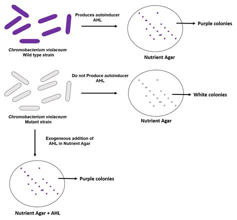 Arrest Bacterial Communication Interfering With Quorum Sensing To Inhibit Biofilm Formation