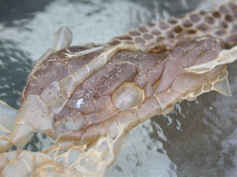 Free Photo Snake Skin Reptile Skin Snake Free Download Jooinn